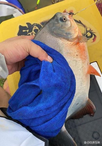 淡水红鲳鱼怎么钓_淡水红鲳鱼钓法技巧-第1张图片-山城妙识