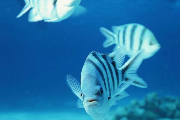 深海鱼图片大全_深海鱼种类有哪些-第2张图片-山城妙识 深海鱼图片大全_深海鱼种类有哪些-第2张图片-山城妙识