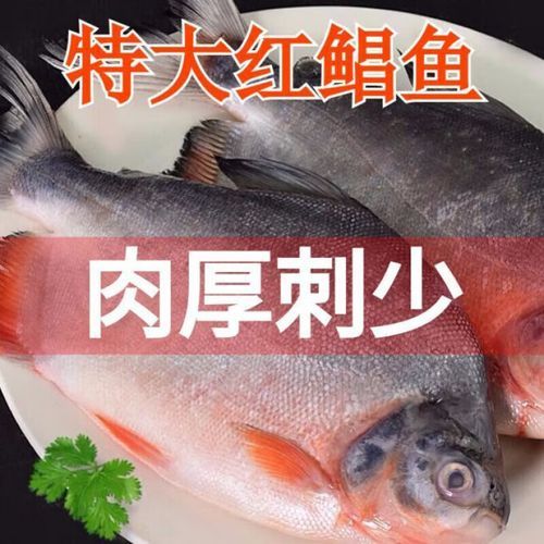 淡水红鲳鱼怎么钓_淡水红鲳鱼钓法技巧-第3张图片-山城妙识