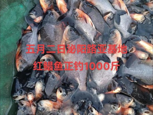 淡水红鲳鱼怎么钓_淡水红鲳鱼钓法技巧-第2张图片-山城妙识