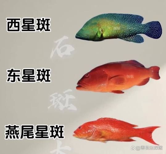 石斑鱼种类有哪些_石斑鱼怎么区分-第3张图片-山城妙识 石斑鱼种类有哪些_石斑鱼怎么区分-第3张图片-山城妙识