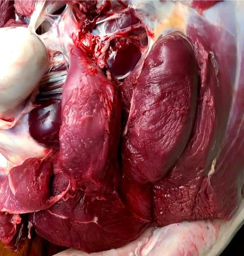 云南鸵鸟肉事件真相_鸵鸟肉还能吃吗-第1张图片-山城妙识