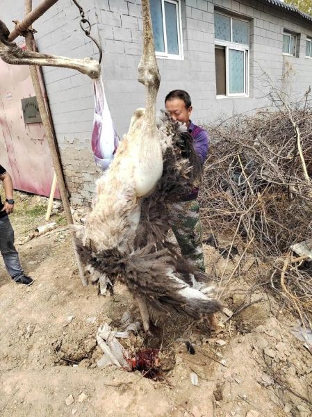 云南鸵鸟肉事件真相_鸵鸟肉还能吃吗-第3张图片-山城妙识