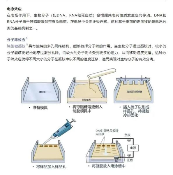 琼脂糖凝胶的制备步骤_如何配制1%琼脂糖凝胶-第1张图片-山城妙识 琼脂糖凝胶的制备步骤_如何配制1%琼脂糖凝胶-第1张图片-山城妙识