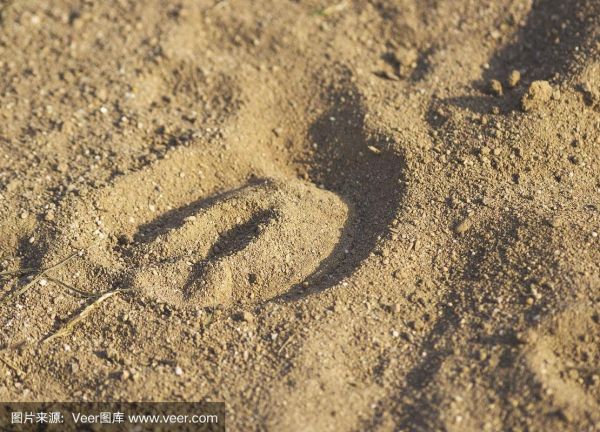 马蹄印图片_如何辨别真假-第1张图片-山城妙识
