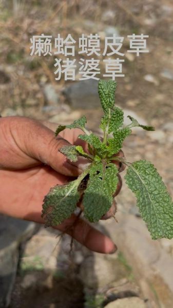 猪婆菜的功效与作用_猪婆菜怎么做好吃-第2张图片-山城妙识
