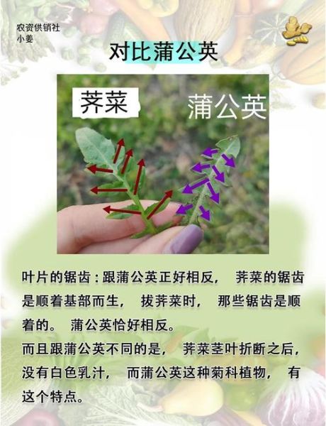 野生荠菜图片_如何辨别真假荠菜-第2张图片-山城妙识