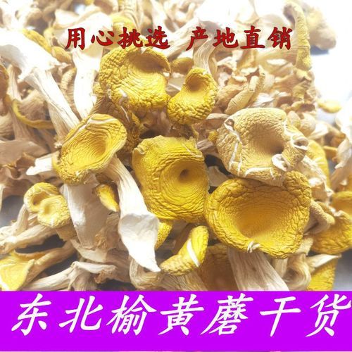 榆黄蘑好吃吗_榆黄蘑口感怎么样-第3张图片-山城妙识 榆黄蘑好吃吗_榆黄蘑口感怎么样-第3张图片-山城妙识