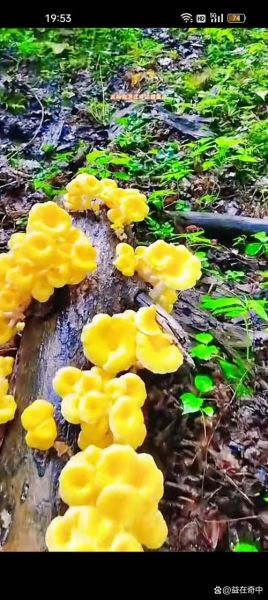 榆黄蘑好吃吗_榆黄蘑口感怎么样-第1张图片-山城妙识 榆黄蘑好吃吗_榆黄蘑口感怎么样-第1张图片-山城妙识