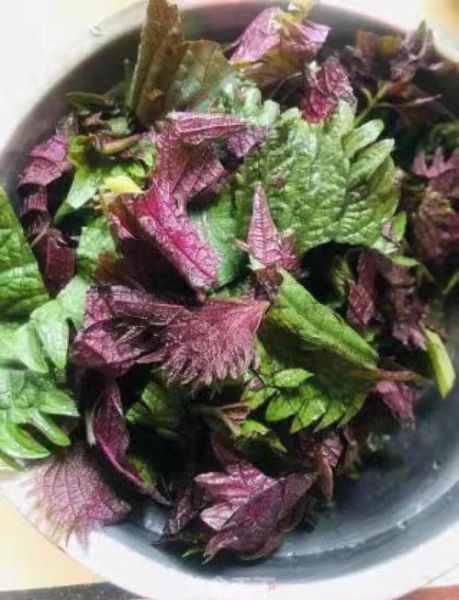 凉拌紫苏叶怎么做_凉拌紫苏叶怎么保存-第3张图片-山城妙识 凉拌紫苏叶怎么做_凉拌紫苏叶怎么保存-第3张图片-山城妙识