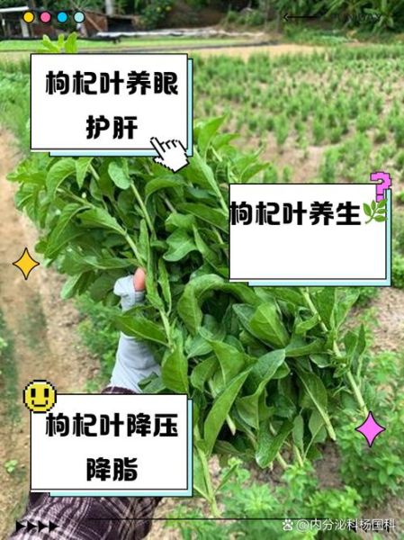 枸杞叶的功效与作用_枸杞叶的禁忌有哪些-第3张图片-山城妙识