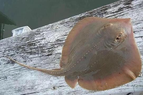 老板鱼的学名是什么_老板鱼又叫什么鱼-第1张图片-山城妙识