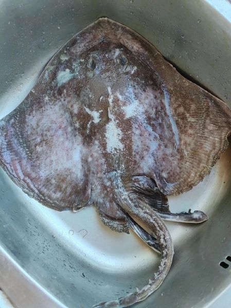 老板鱼的学名是什么_老板鱼又叫什么鱼-第3张图片-山城妙识