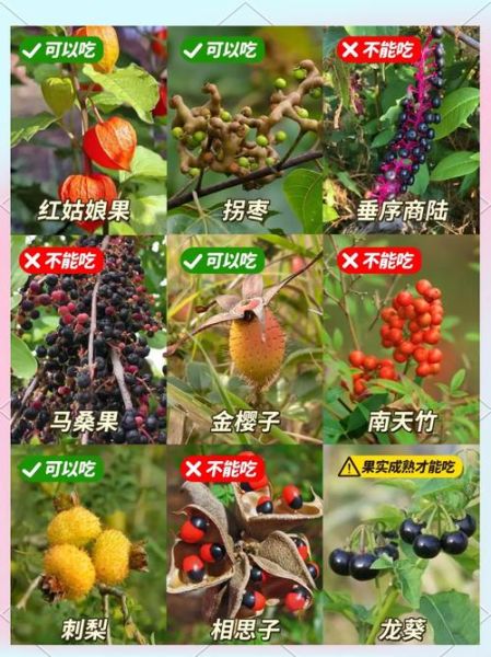野果图片名称大全_如何识别常见野果-第2张图片-山城妙识