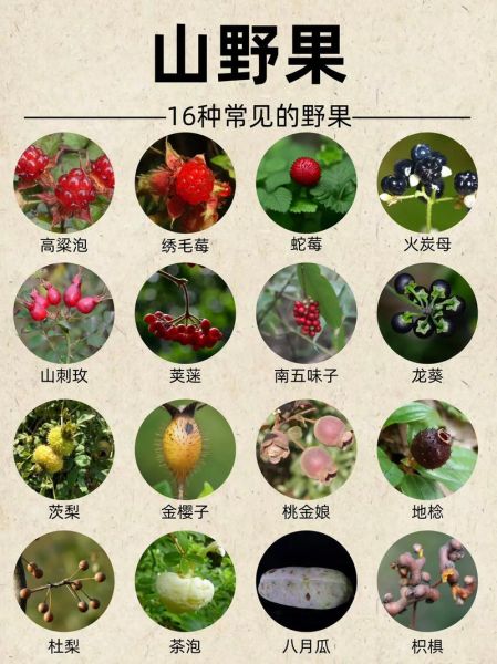 野果图片名称大全_如何识别常见野果-第1张图片-山城妙识