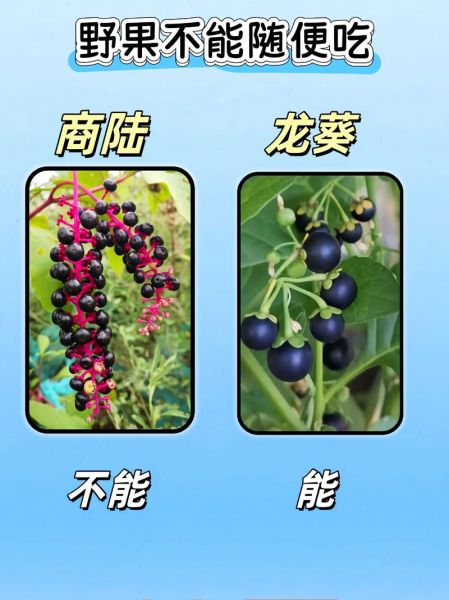 野果图片名称大全_如何识别常见野果-第3张图片-山城妙识