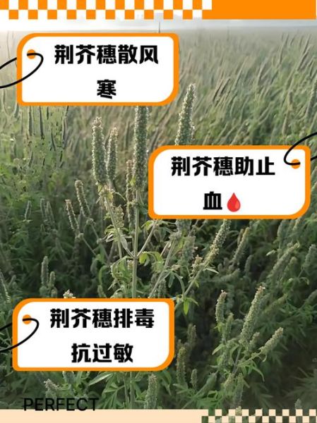 荆芥穗的功效与作用_荆芥穗主治哪些疾病-第3张图片-山城妙识 荆芥穗的功效与作用_荆芥穗主治哪些疾病-第3张图片-山城妙识
