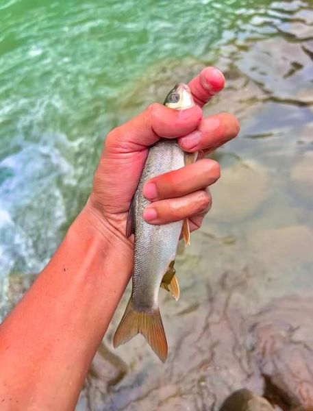 雅鱼图片_雅鱼长什么样-第1张图片-山城妙识 雅鱼图片_雅鱼长什么样-第1张图片-山城妙识