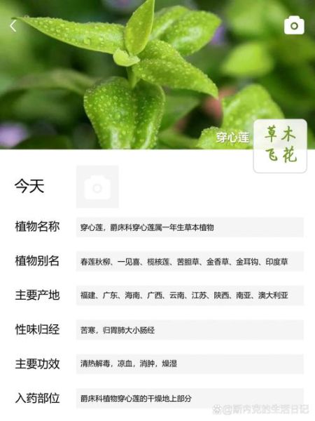 穿心莲片的功效与作用_穿心莲片能治哪些病-第3张图片-山城妙识