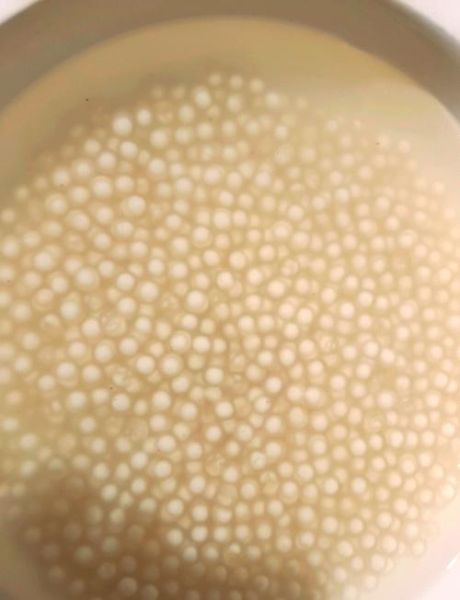 西米煮了很久还有白点_西米白点怎么彻底煮透-第2张图片-山城妙识 西米煮了很久还有白点_西米白点怎么彻底煮透-第2张图片-山城妙识