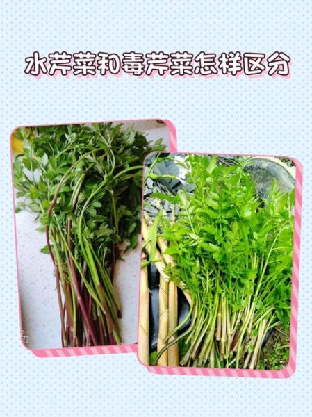 水芹菜和毒芹图片区别_如何一眼分辨-第1张图片-山城妙识