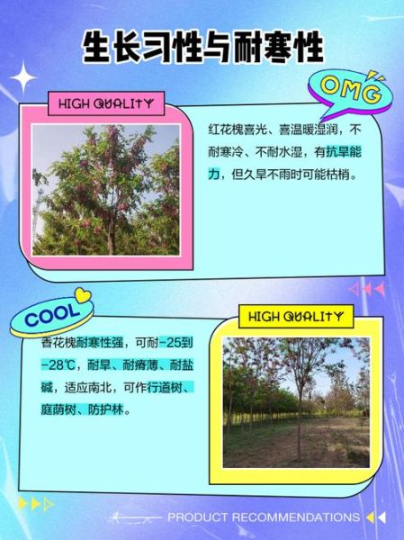 红花槐图片_红花槐和香花槐区别-第1张图片-山城妙识 红花槐图片_红花槐和香花槐区别-第1张图片-山城妙识