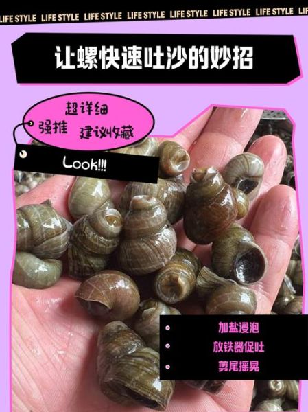 田螺怎么吐泥沙最快最干净_田螺吐沙最快的方法-第1张图片-山城妙识