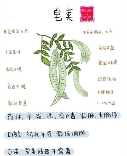 皂荚的功效与作用_皂荚怎么使用效果最好-第1张图片-山城妙识