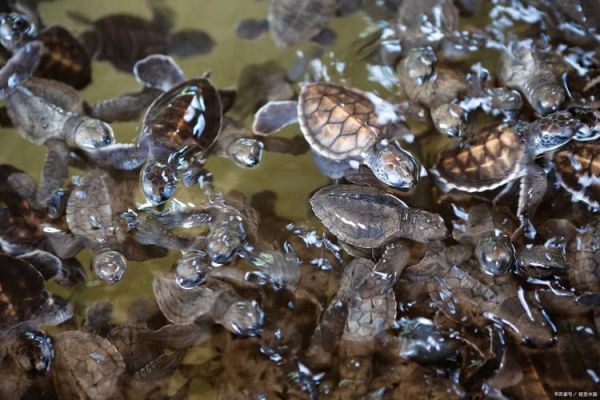 田螺怎么吐泥沙最快最干净_田螺吐沙最快的方法-第2张图片-山城妙识