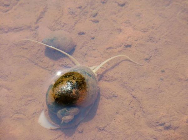 田螺怎么吐泥沙最快最干净_田螺吐沙最快的方法-第3张图片-山城妙识