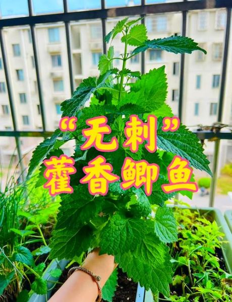 藿香鲫鱼怎么做_藿香鲫鱼的做法视频-第2张图片-山城妙识
