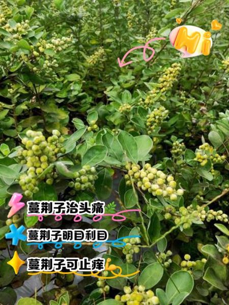 蔓荆子别名是什么_蔓荆子功效与作用-第2张图片-山城妙识 蔓荆子别名是什么_蔓荆子功效与作用-第2张图片-山城妙识