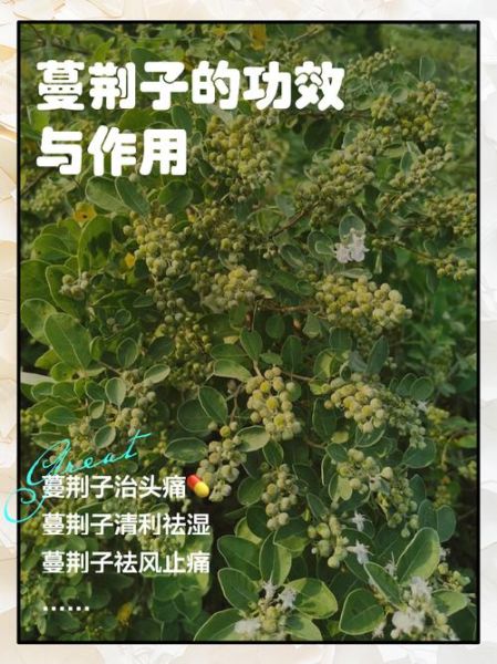 蔓荆子别名是什么_蔓荆子功效与作用-第1张图片-山城妙识 蔓荆子别名是什么_蔓荆子功效与作用-第1张图片-山城妙识