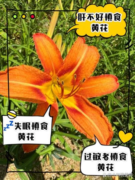 新鲜黄花菜禁忌_为什么不能吃-第1张图片-山城妙识