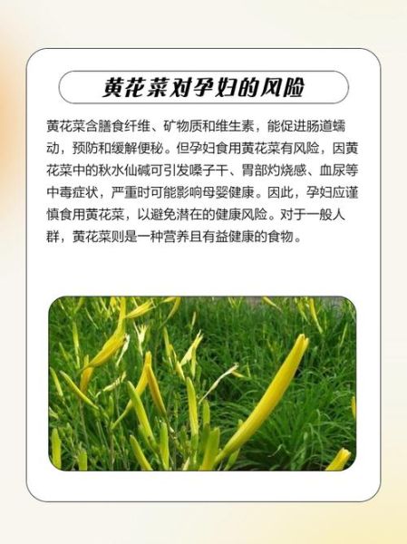 新鲜黄花菜禁忌_为什么不能吃-第2张图片-山城妙识