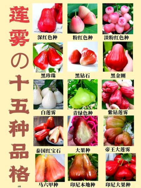 莲雾多少钱一斤_莲雾价格为什么差别大-第2张图片-山城妙识