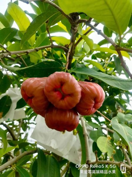 莲雾多少钱一斤_莲雾价格为什么差别大-第1张图片-山城妙识