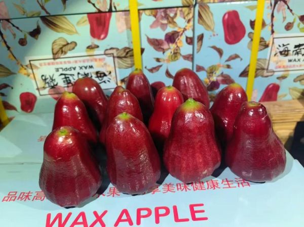 莲雾多少钱一斤_莲雾价格为什么差别大-第3张图片-山城妙识