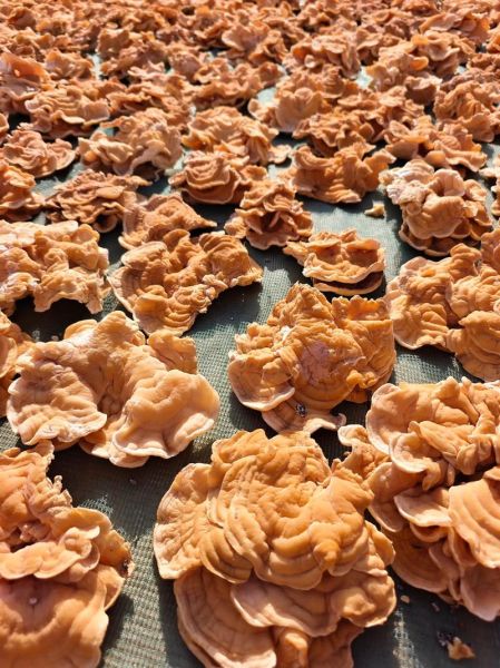 榆耳菌图片_榆耳菌怎么辨别真假-第3张图片-山城妙识