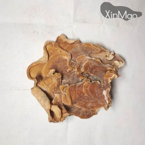 榆耳菌图片_榆耳菌怎么辨别真假-第2张图片-山城妙识