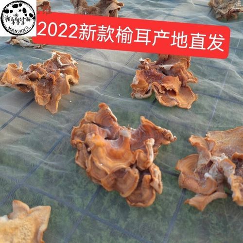 榆耳菌图片_榆耳菌怎么辨别真假-第1张图片-山城妙识