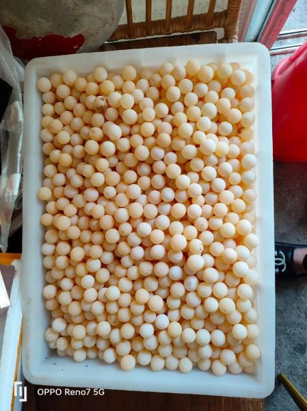 甲鱼蛋壮阳吗_甲鱼蛋补肾效果怎么样-第1张图片-山城妙识