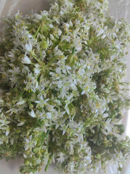 韭菜花怎么腌制_韭菜花的正宗做法-第1张图片-山城妙识 韭菜花怎么腌制_韭菜花的正宗做法-第1张图片-山城妙识