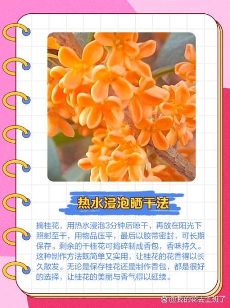 桂花怎么保存不变色_桂花做法大全-第3张图片-山城妙识