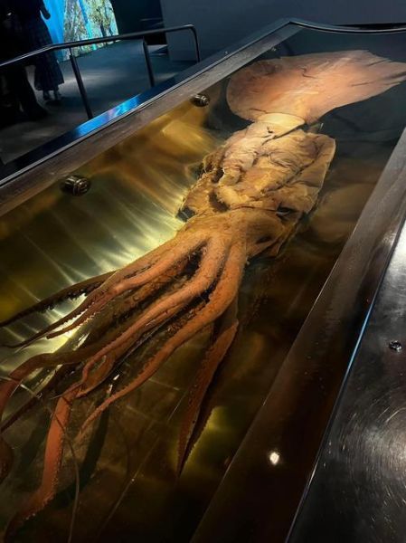 乌龟捡回家有什么禁忌_捡到乌龟怎么处理才吉利-第1张图片-山城妙识 乌龟捡回家有什么禁忌_捡到乌龟怎么处理才吉利-第1张图片-山城妙识