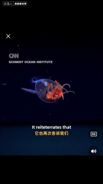 大王酸浆鱿能吃吗_食用安全性解析-第3张图片-山城妙识