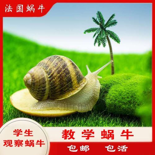 法国蜗牛怎么做_法国蜗牛用什么蜗牛-第2张图片-山城妙识 法国蜗牛怎么做_法国蜗牛用什么蜗牛-第2张图片-山城妙识