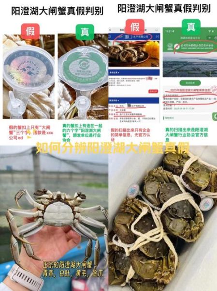 阳澄湖大闸蟹官网是哪个_如何辨别真伪-第1张图片-山城妙识 阳澄湖大闸蟹官网是哪个_如何辨别真伪-第1张图片-山城妙识