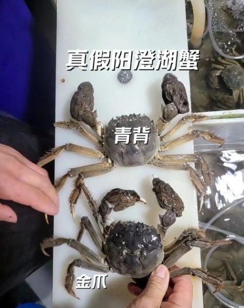 阳澄湖大闸蟹官网是哪个_如何辨别真伪-第2张图片-山城妙识 阳澄湖大闸蟹官网是哪个_如何辨别真伪-第2张图片-山城妙识