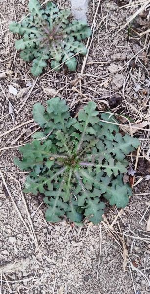 苦丁菜是什么_苦丁菜怎么吃-第2张图片-山城妙识